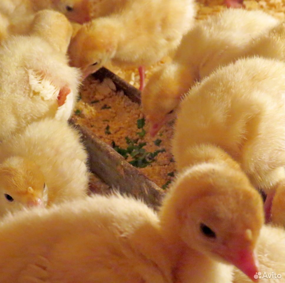 Индюшата белые широкогрудые Виктория