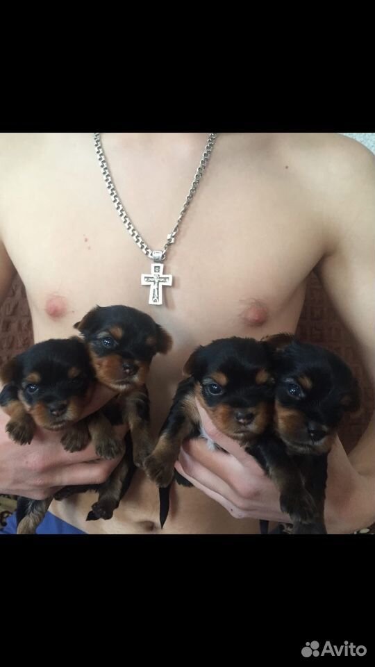 Щенки йорка