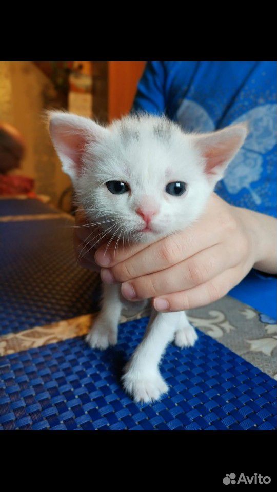 Кошечка 1 мес. Као мани