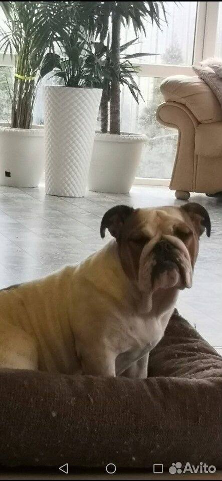 Английский бульдог
