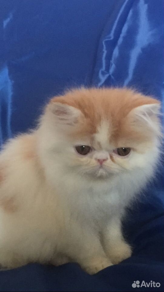 Персидские Коты и кошки