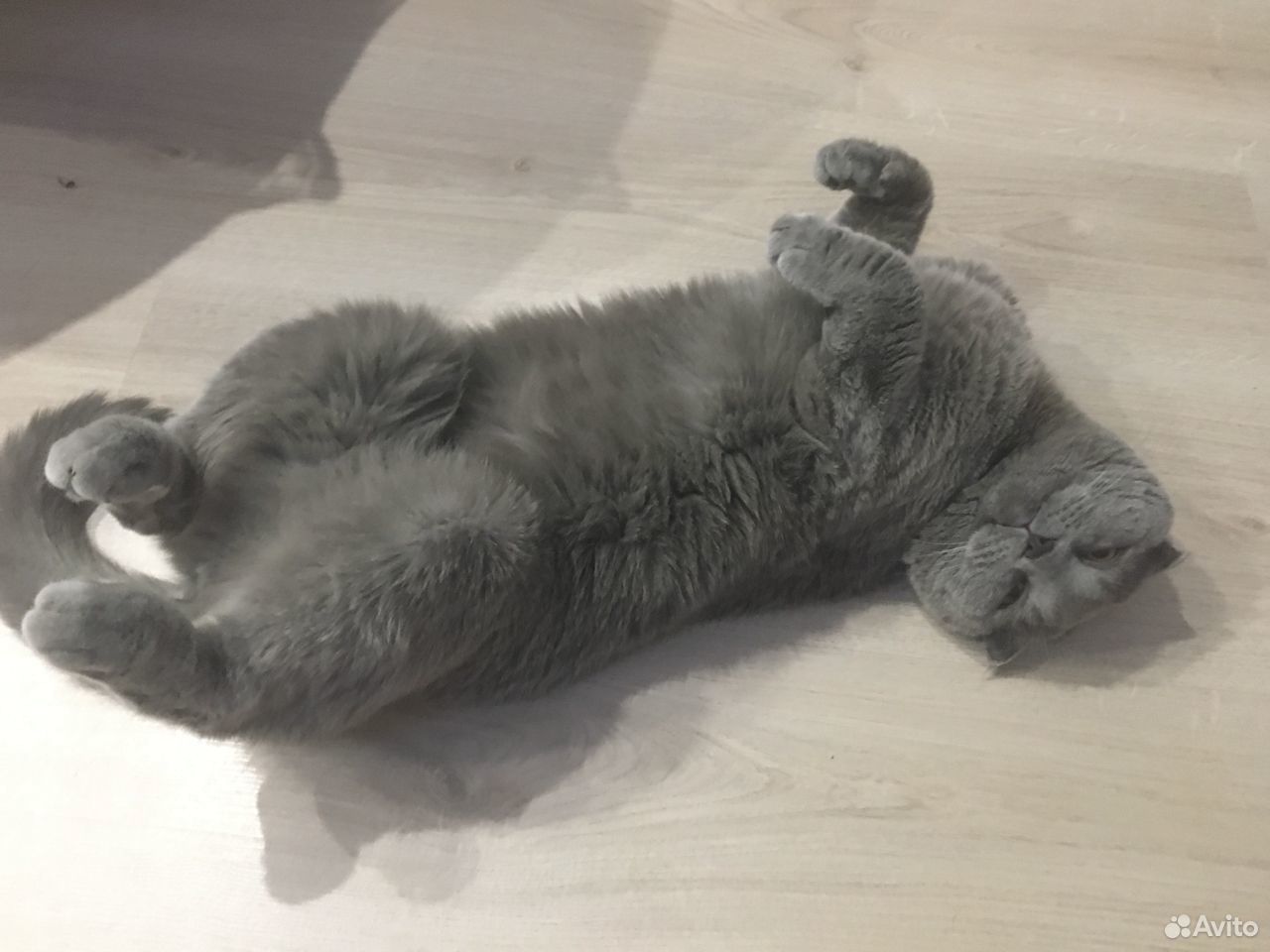Отдадим в добрые руки Шотландский кот домашний