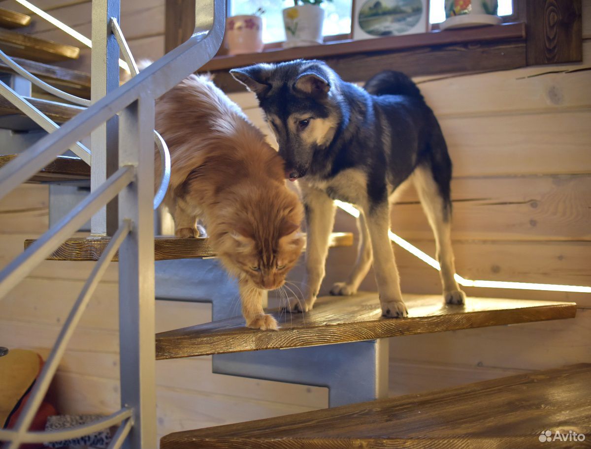 Идеальный щенок Туся ищет дом