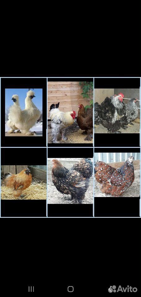 Элитные куры