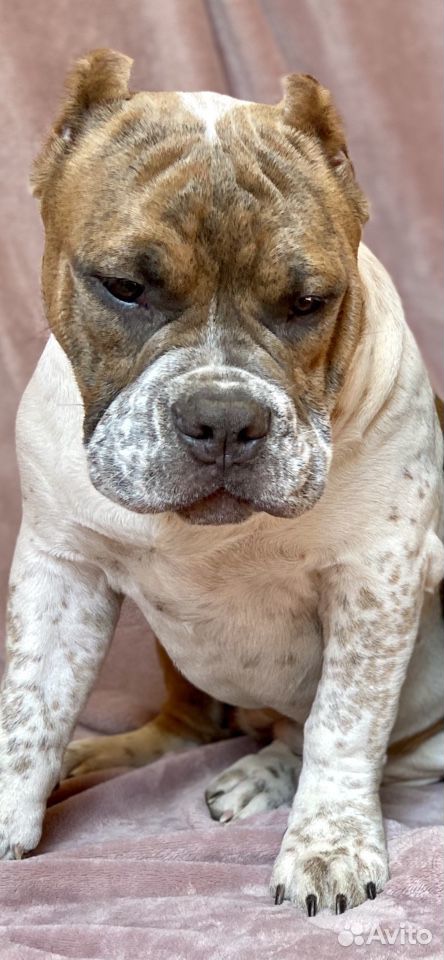 Девочка Американский булли