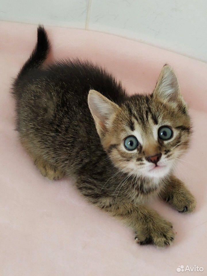 Мурзилка, в добрые руки в дар