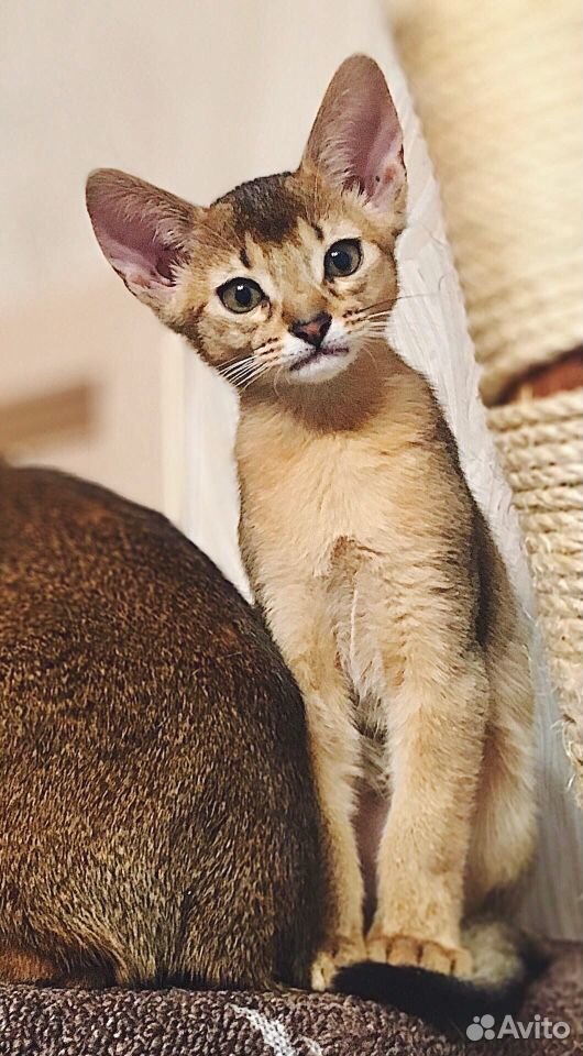 Абиссинский котенок Бернард