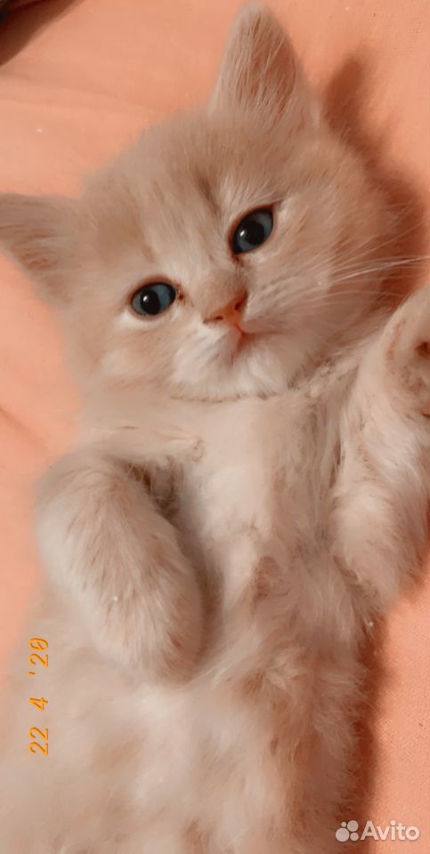 Котёнок