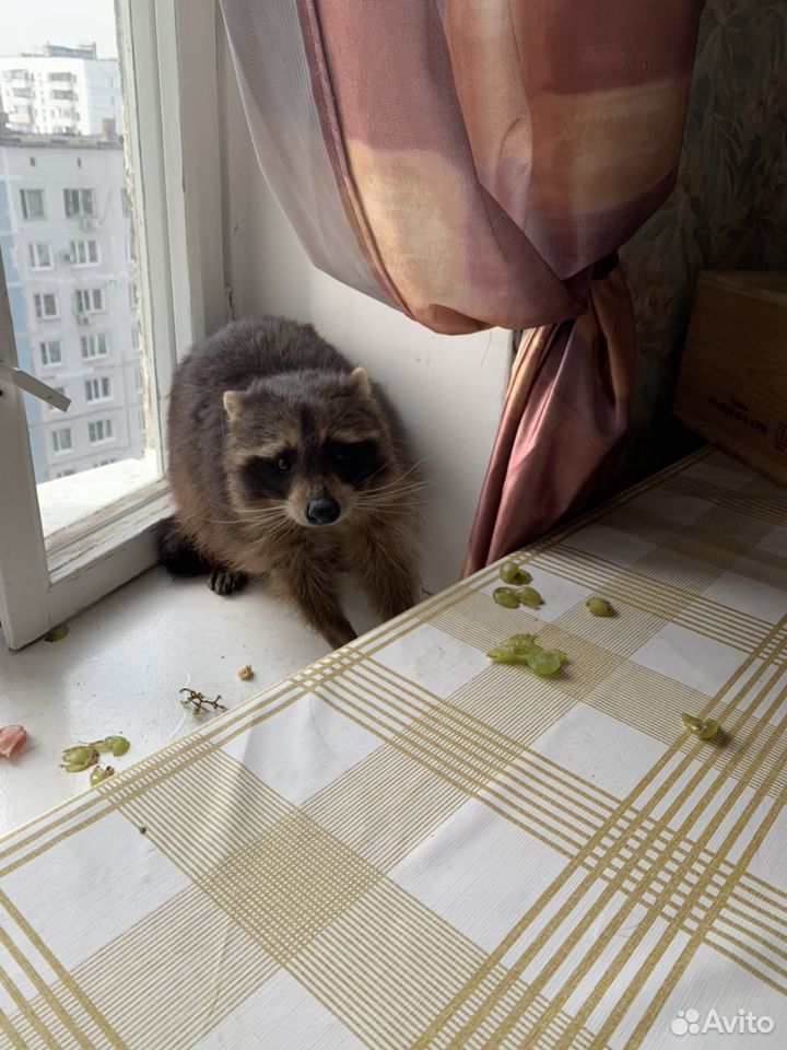 Енот шоколадный мальчик