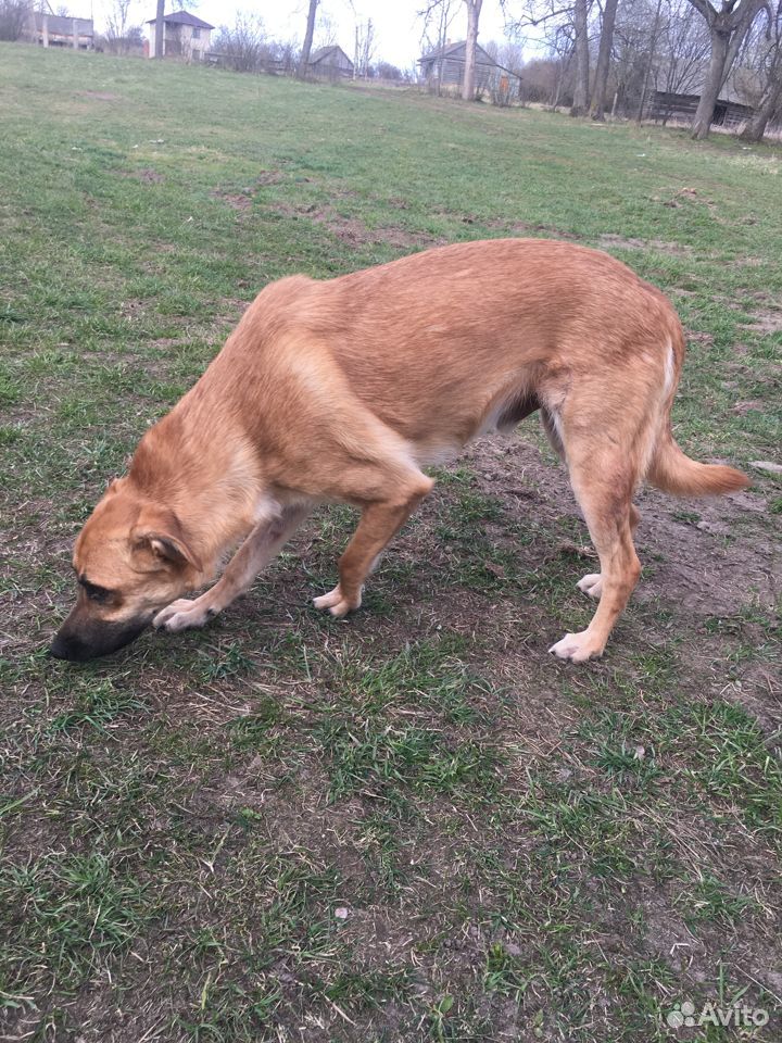 Пес Тимура добрые руки