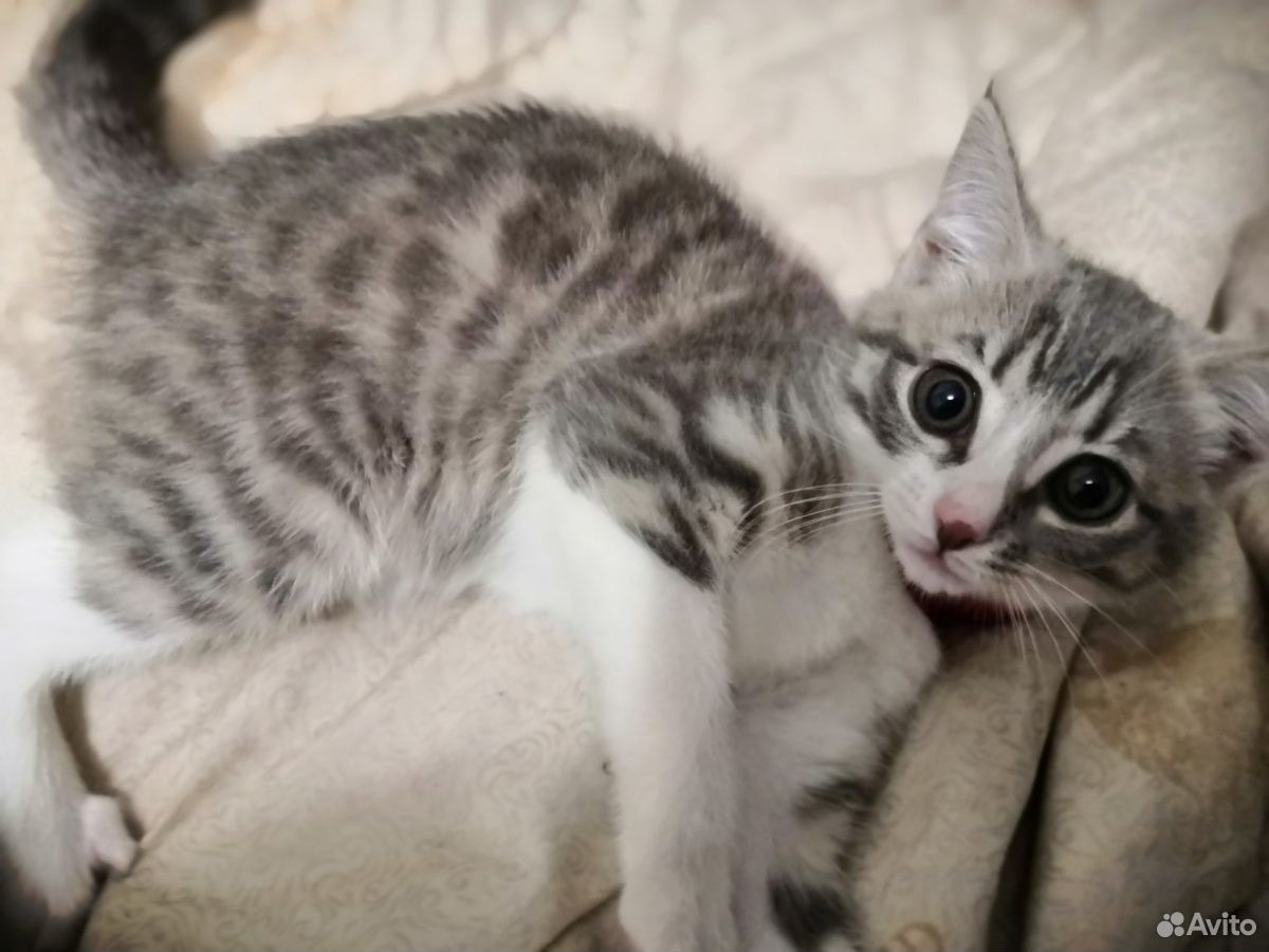 Котенок в добрые руки