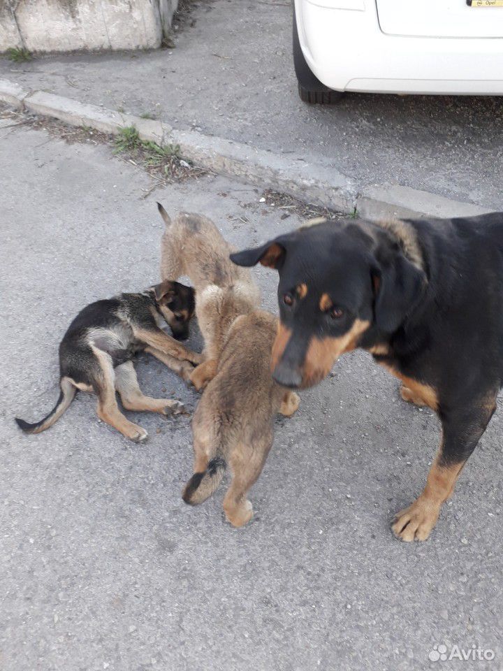 Щеночки помесь ищем дом