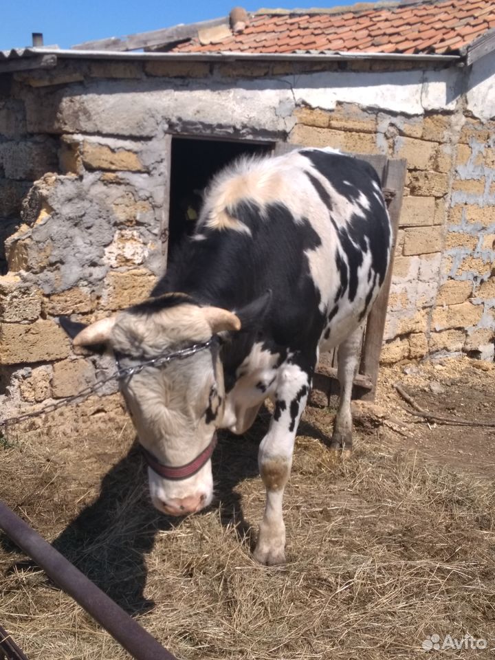 Продам Быка