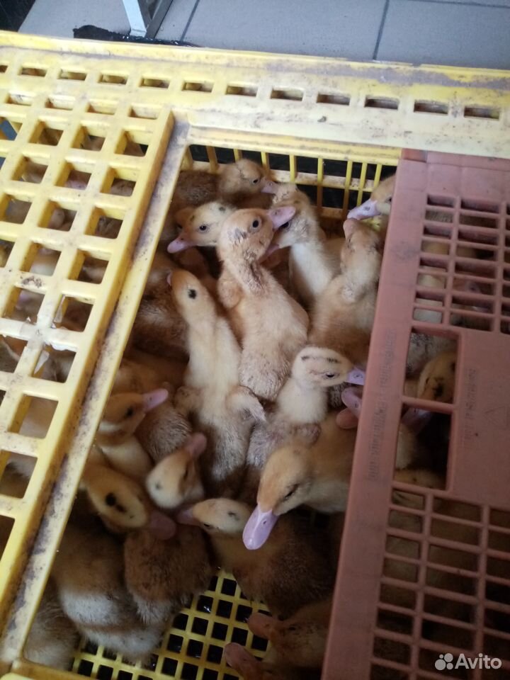 Утята Муларды(Франция)