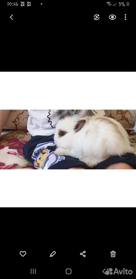 Карликовый кролик