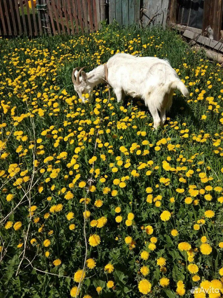 Продам козу на мясо