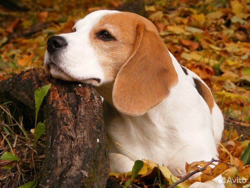 Бигль алекс 2020