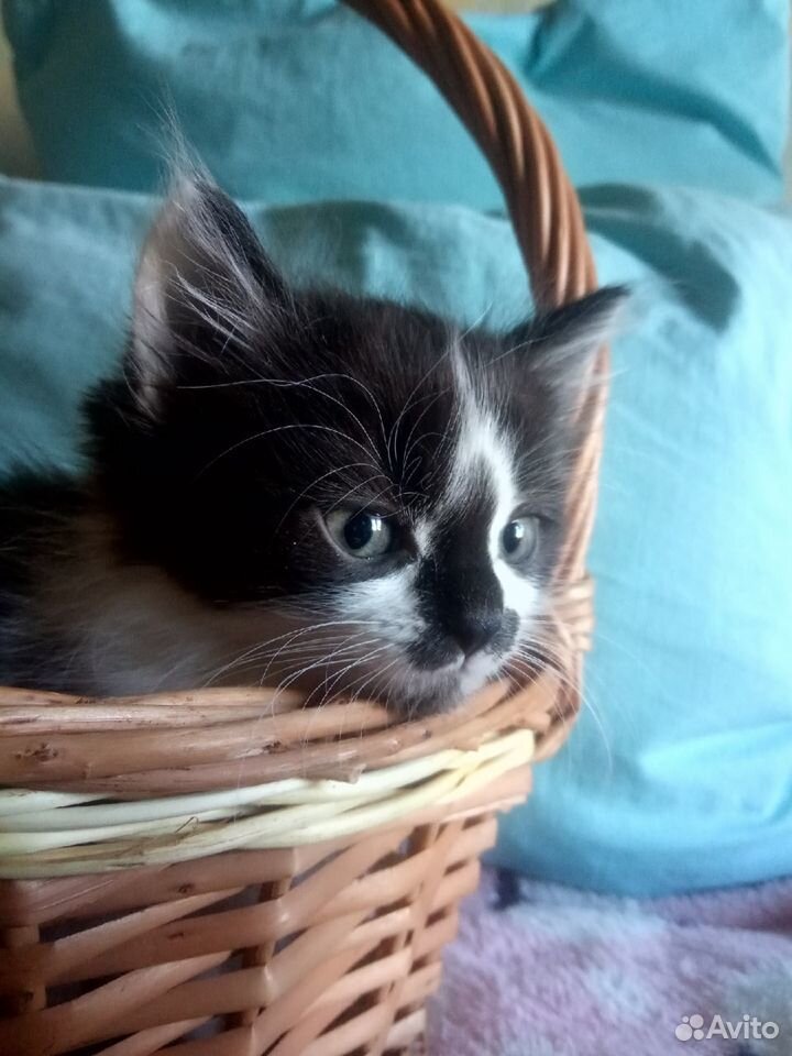 Пушистые котята