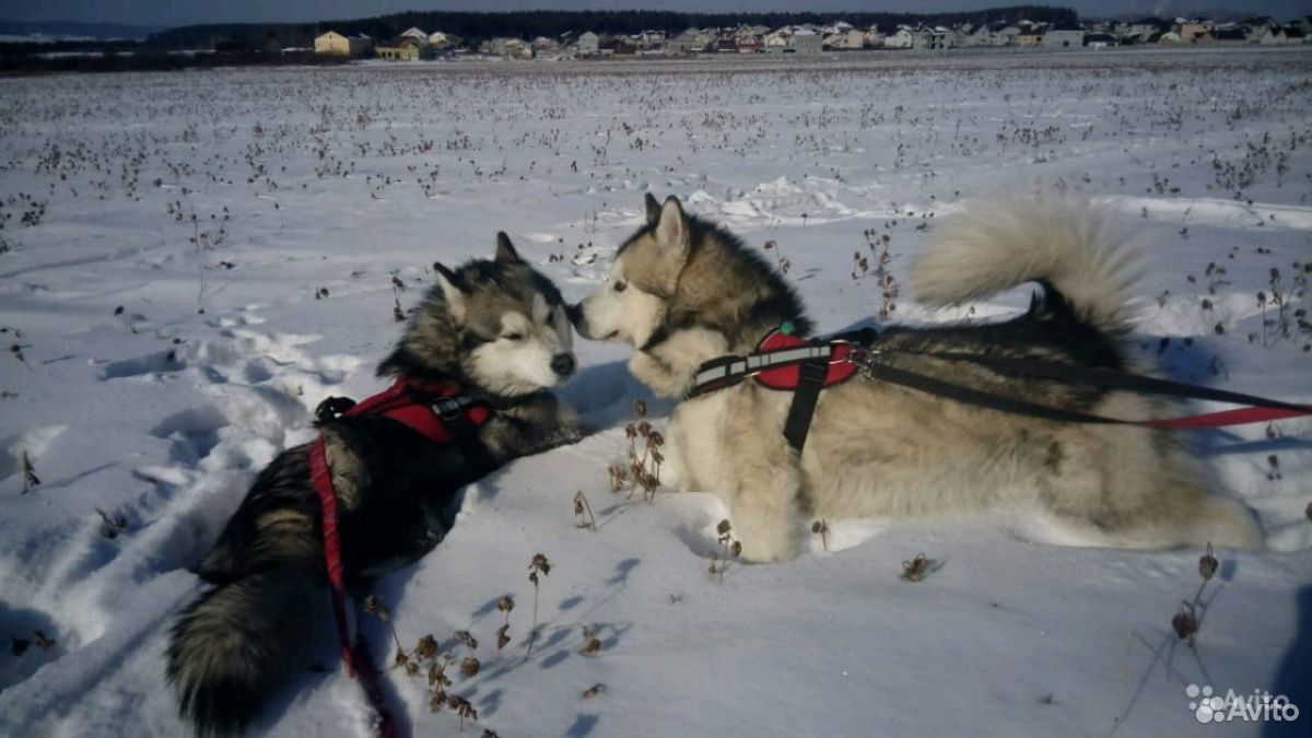 Маламут щенки