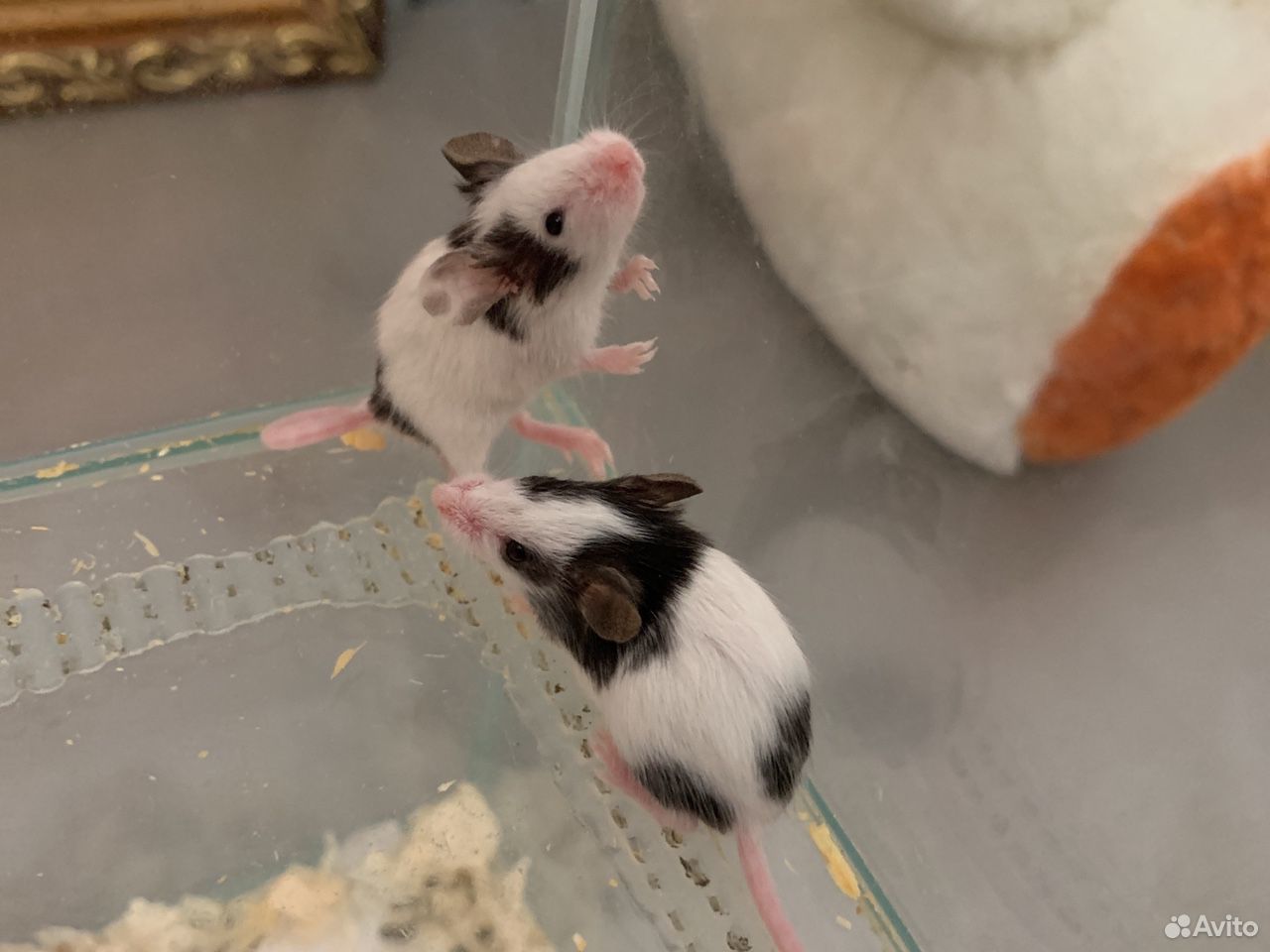 Декоративные мышки