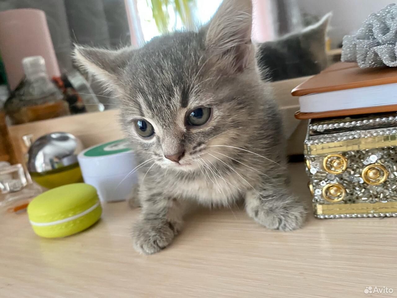 Котенок в добрые руки