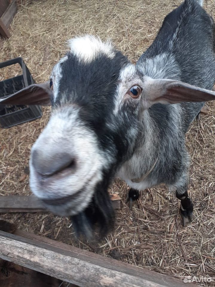 Козлята и козел (папа)