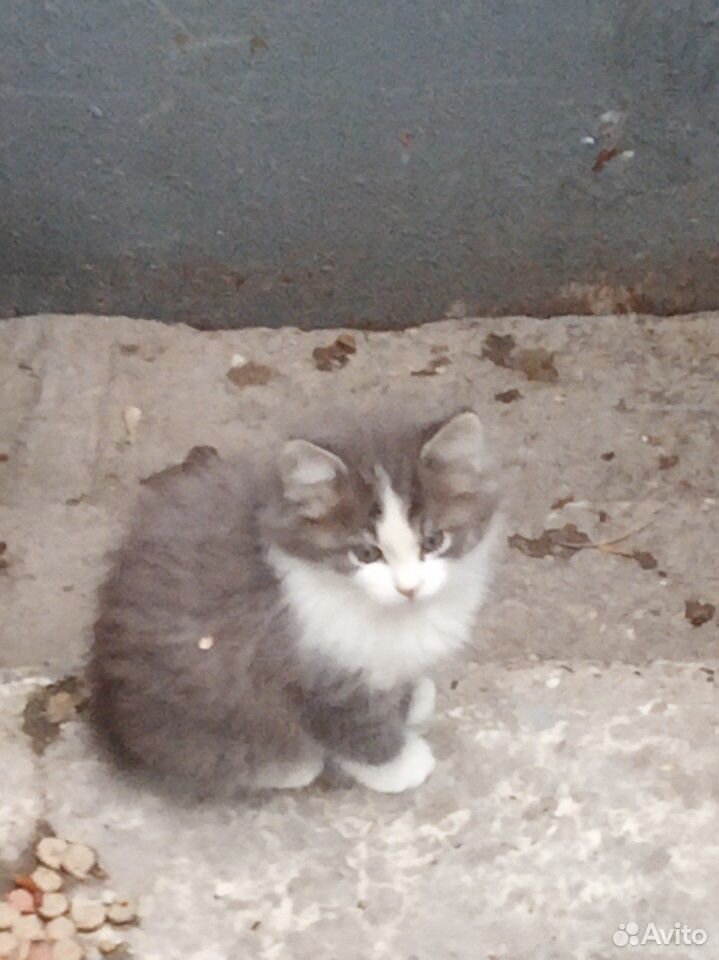 Котенок Хомячок