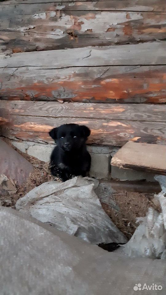 Щенок медвежонок