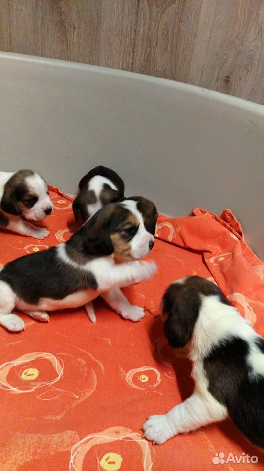 Бигль щенки