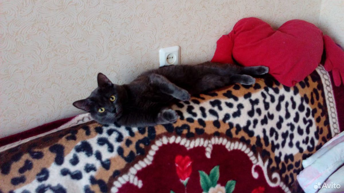 Кот в добрые руки