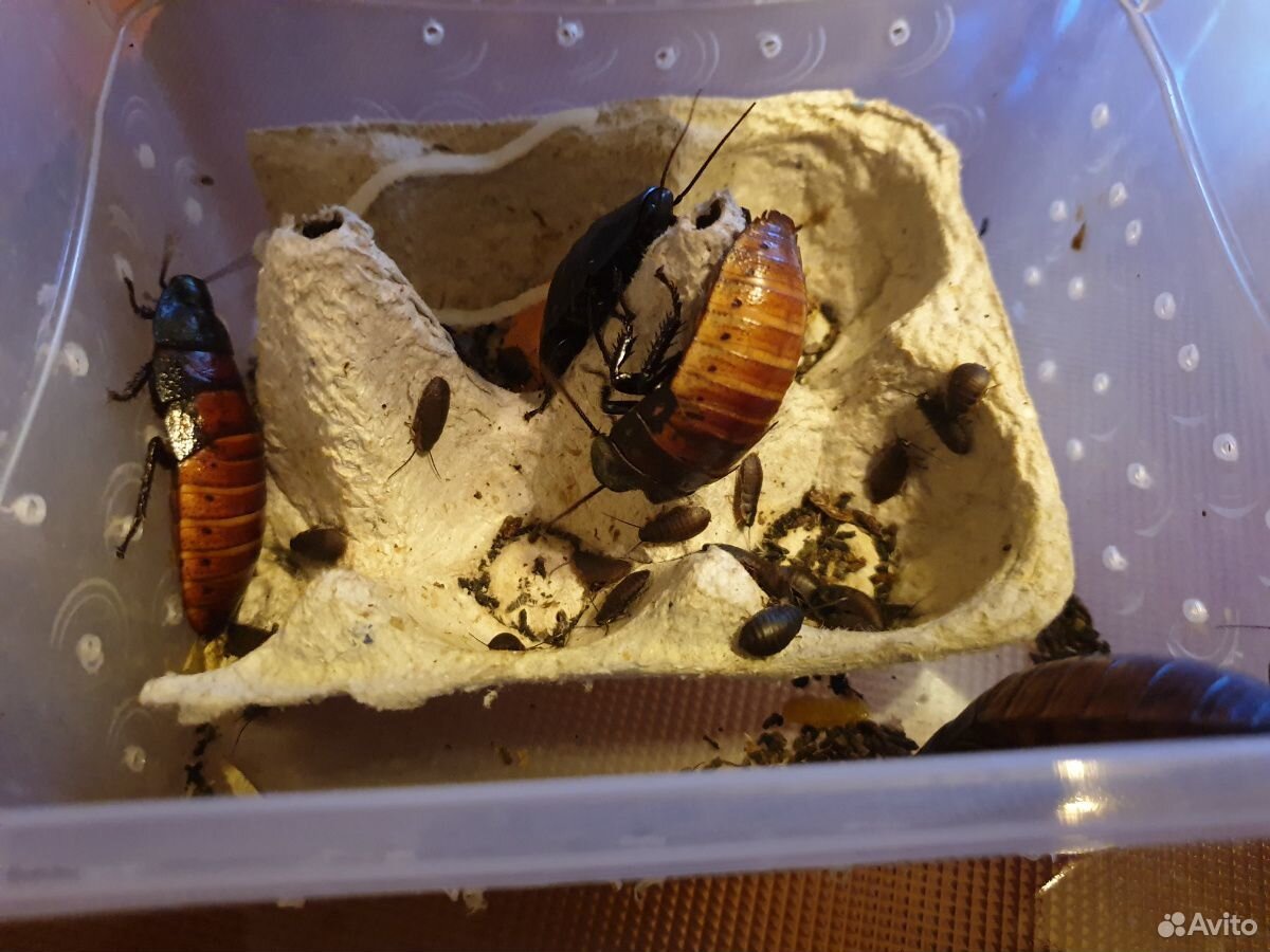 Тараканы мадагаскарские