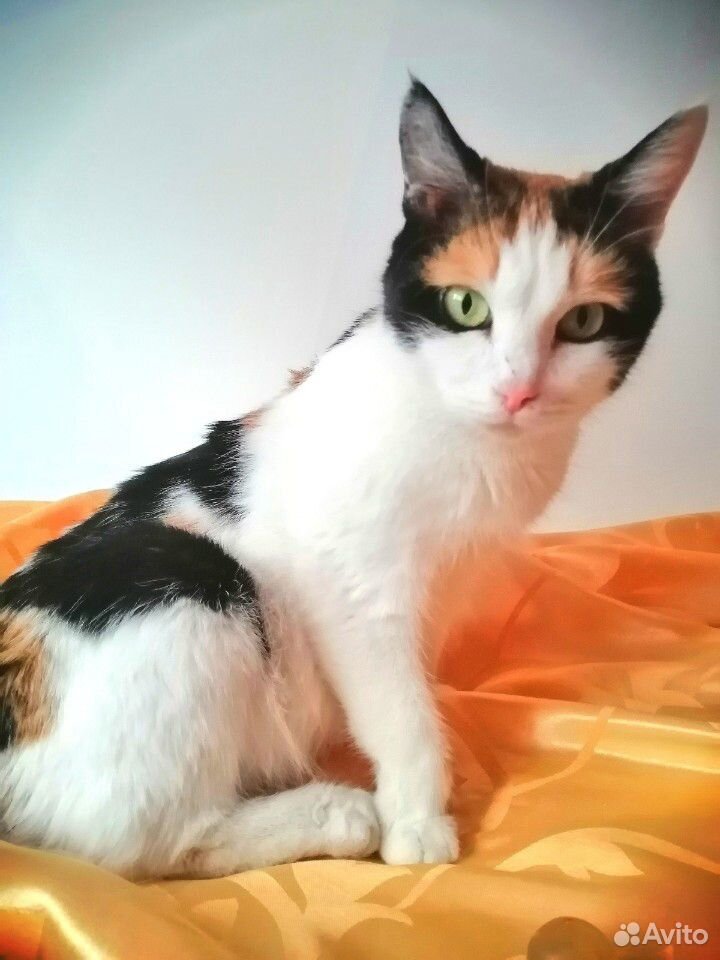 Кошечка