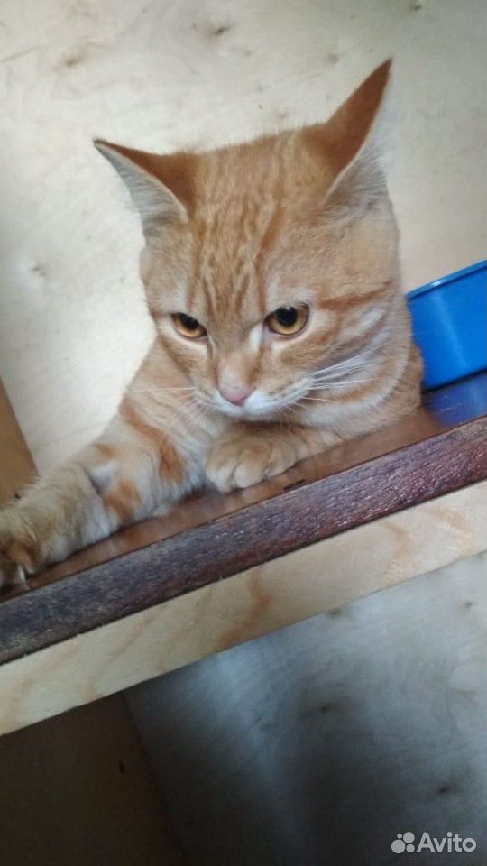 Рыжий котик