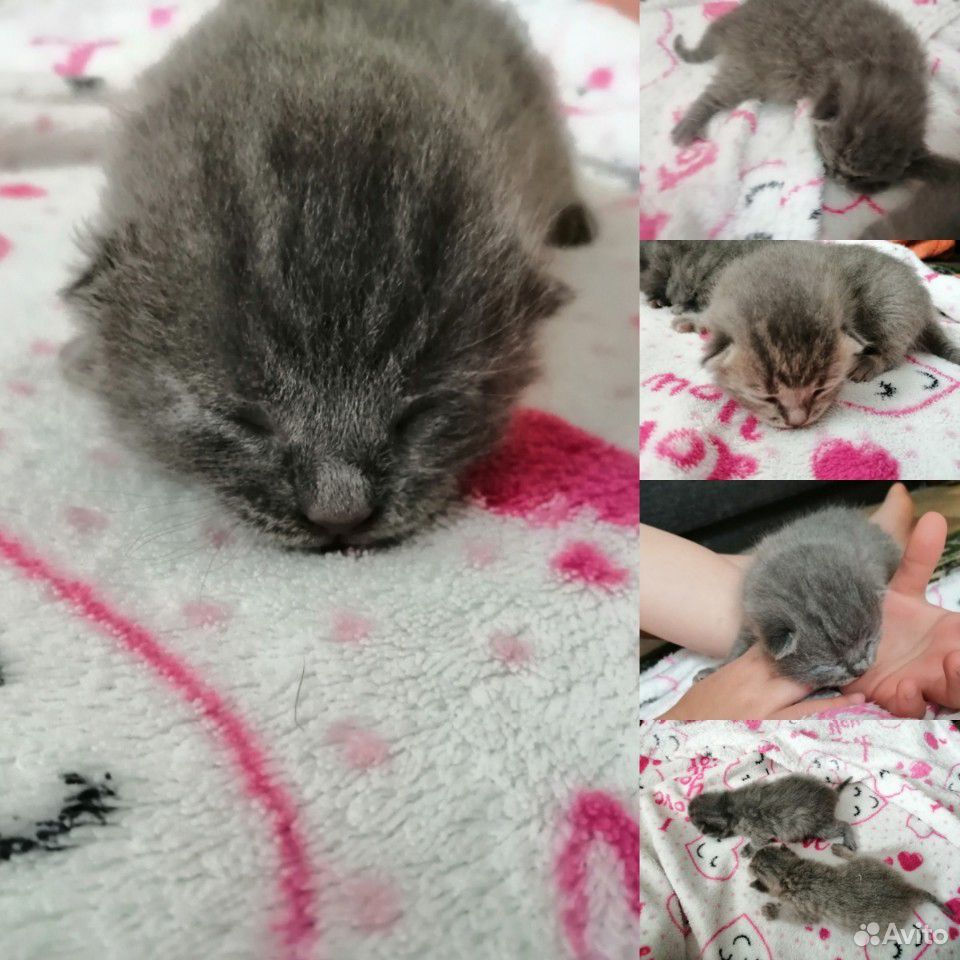 Тигровый Табби - Британские котята родились 6 мая