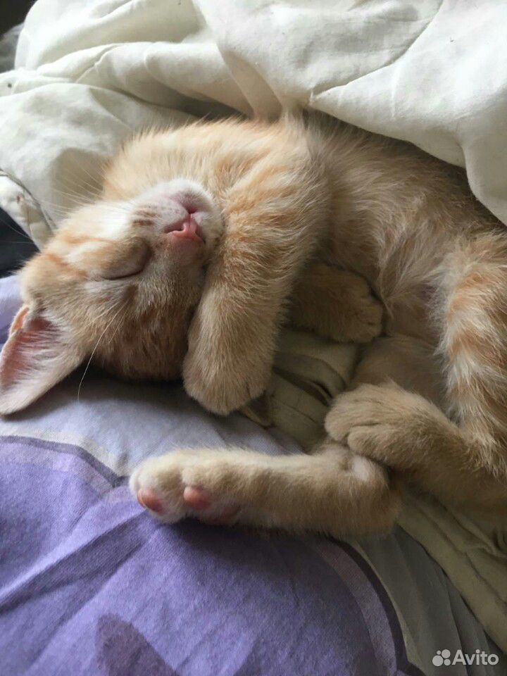 Рыжий котёнок