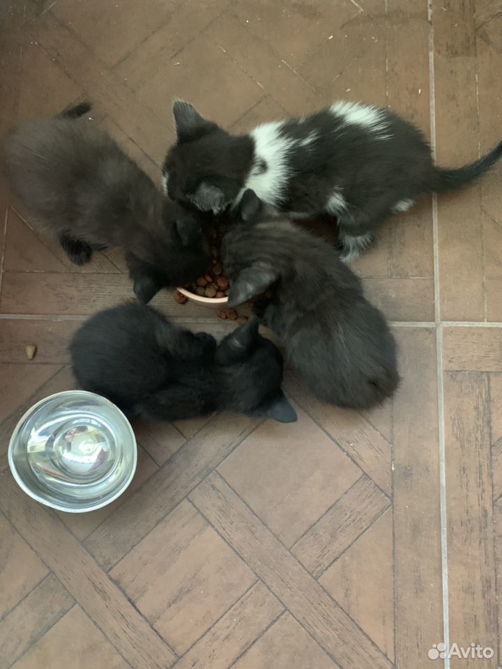 Котята бесплатно