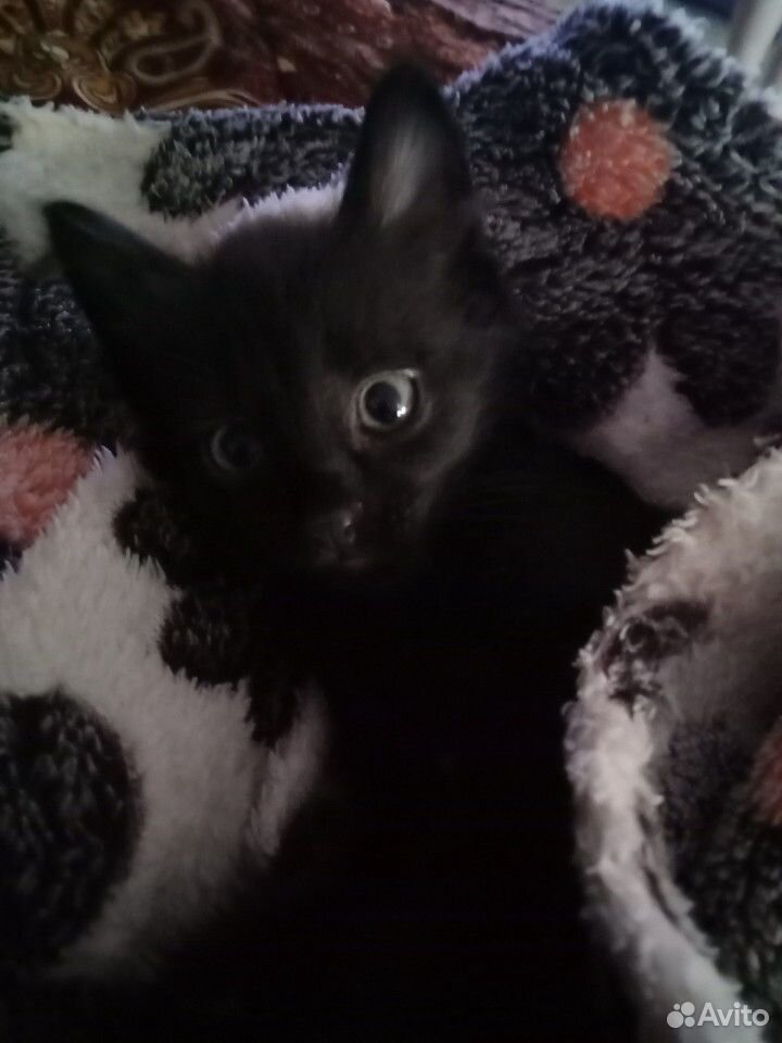 Кошка
