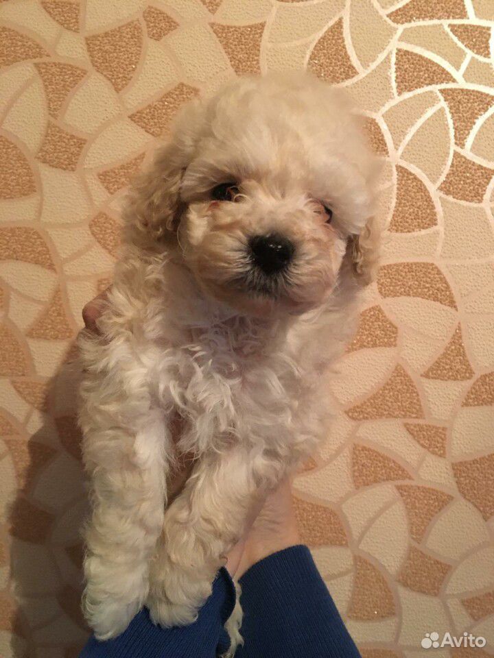 Мальтипу супер мини шампань Мальчик