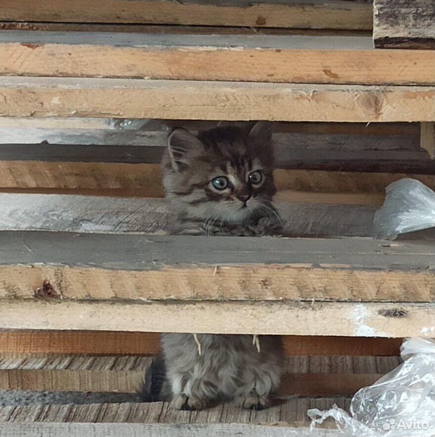 Пушистые двойняшки