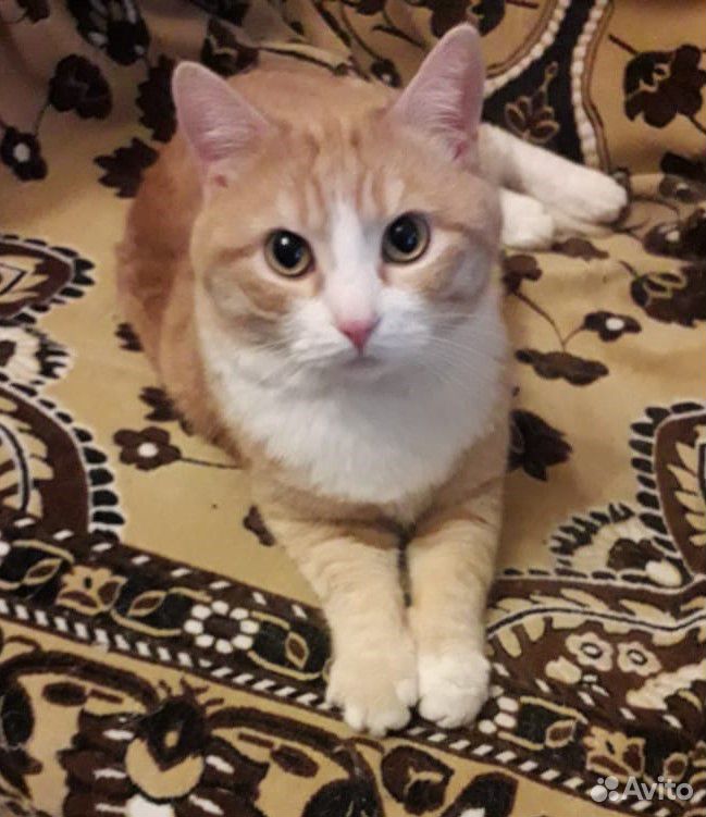 Котик Рыжий ищет дом