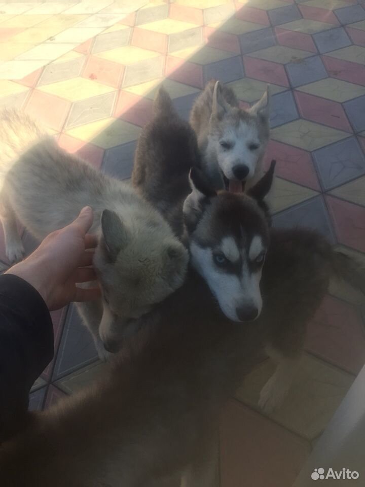 Сибирский хаски