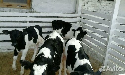 Телята бычки