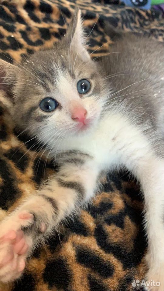 Синеглазый малыш ищет семью