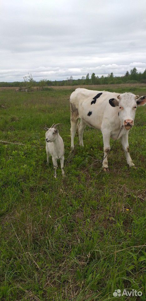 Телка 2 года