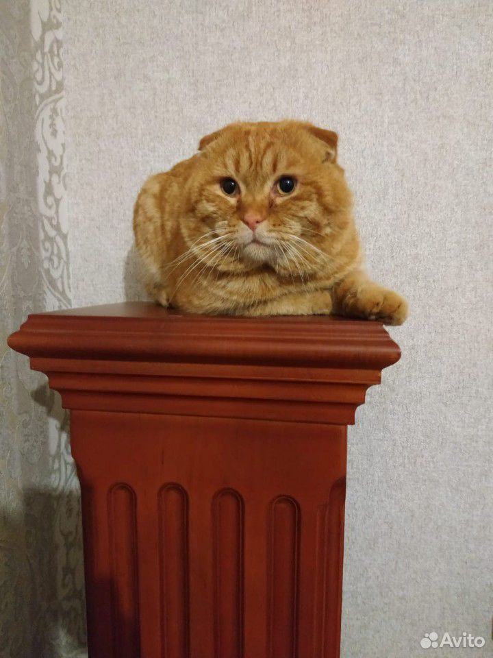 Потерялся кот