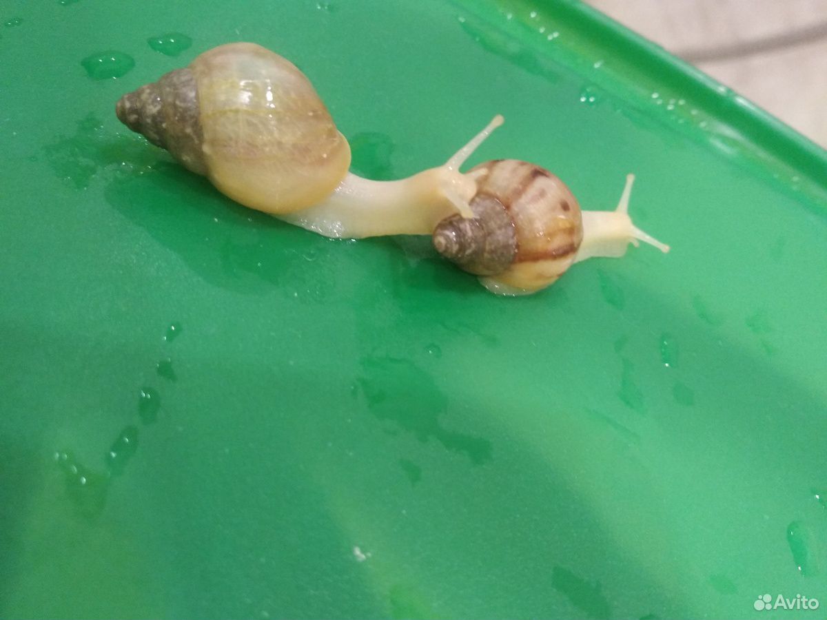 Улитки Ахатины