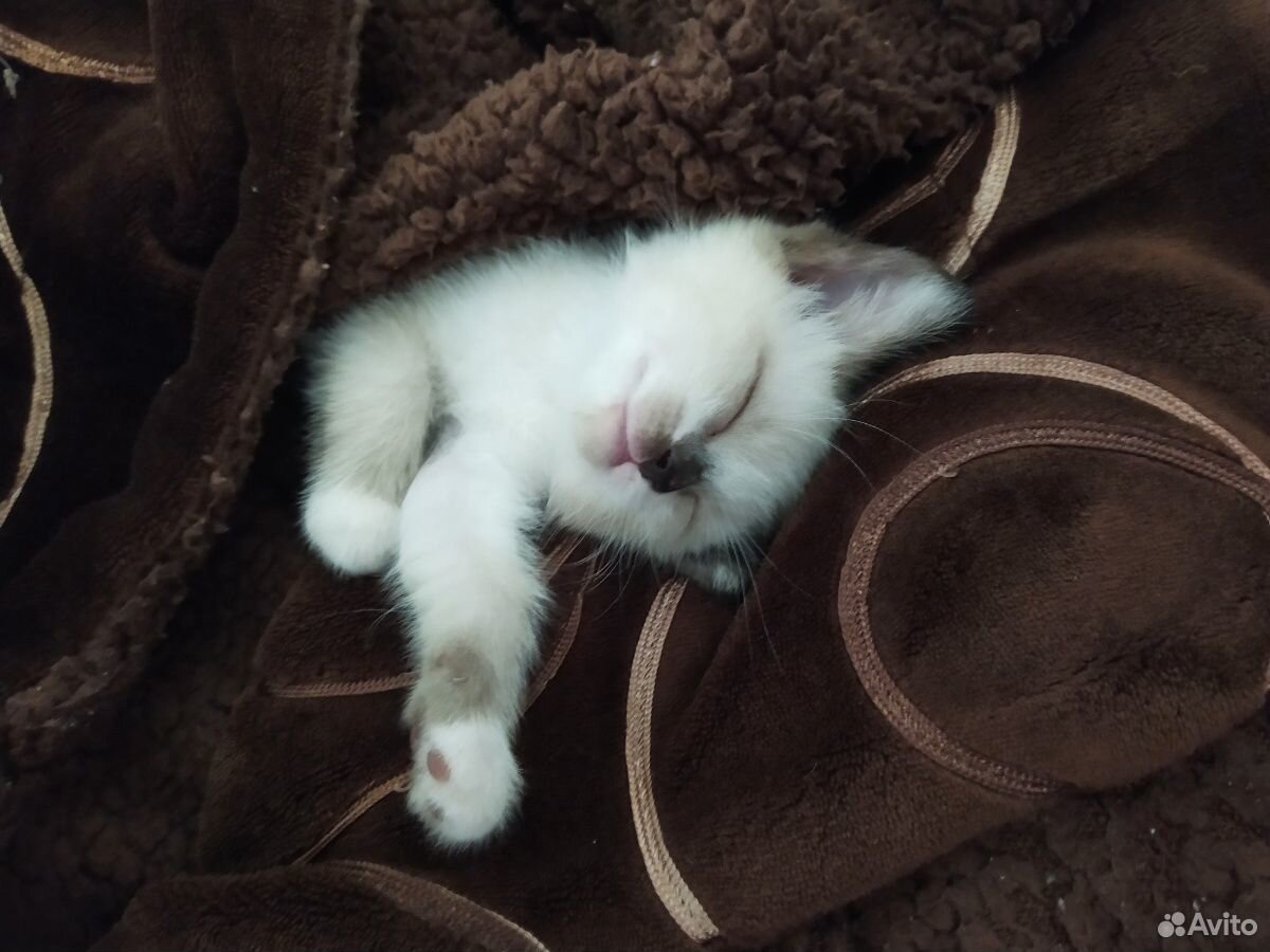 Кошка-котенок сиамский мальчик 2 месяца