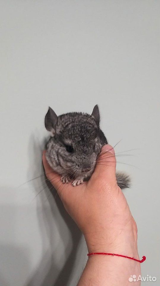 Шиншилла