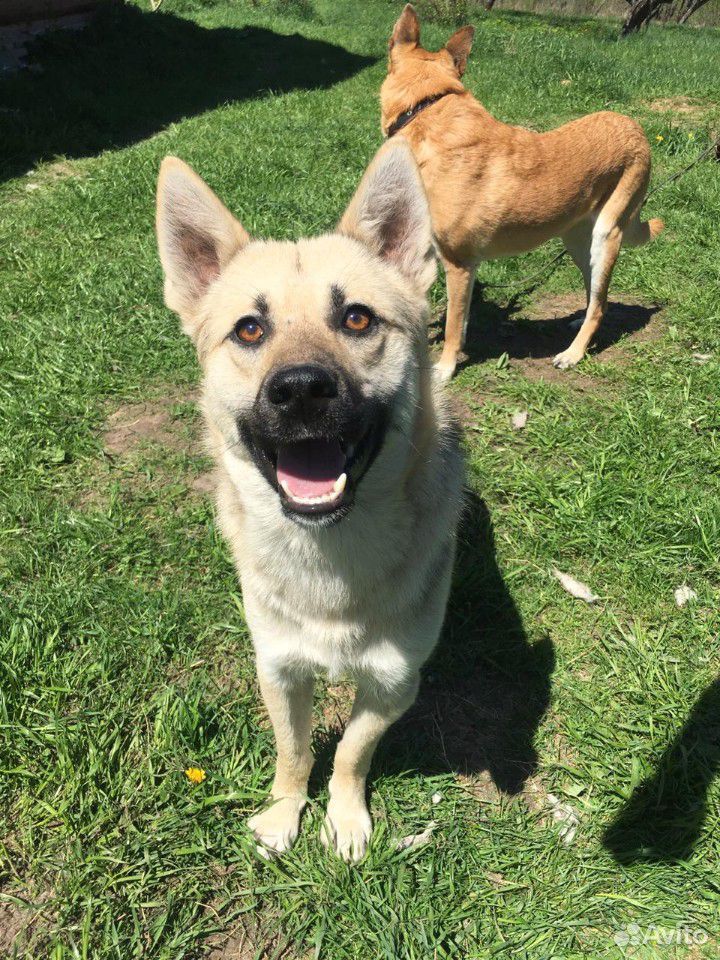 Отдам добрую собаку в дар