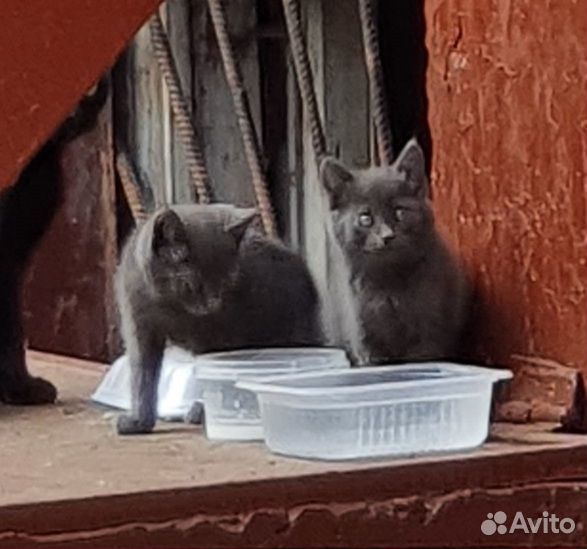 SOS дворовые котята ищут любящих хозяев